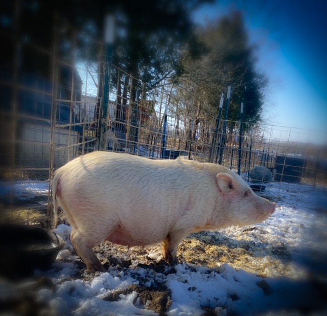 3ED108C9-B69D-4E14-B9AA-20F1AC4BD090 | Violet's Mini Pigs