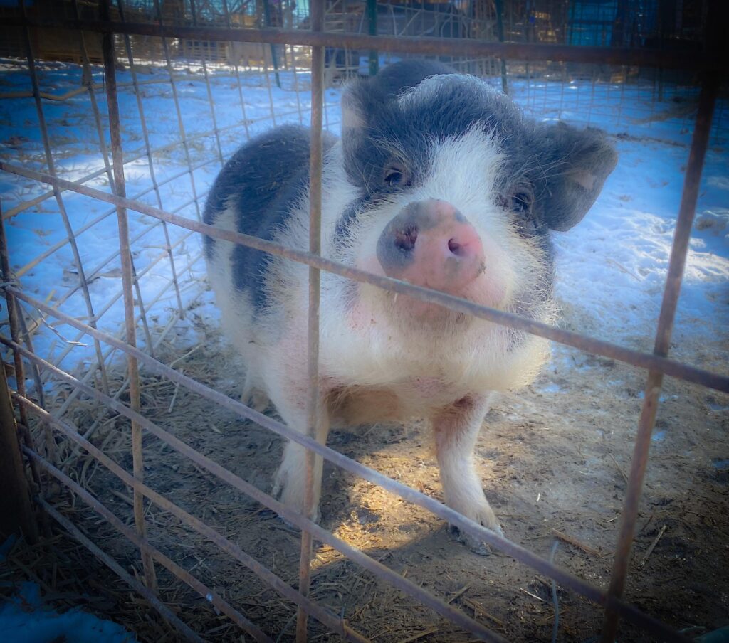 Meet Our Teacup Pet Mini Pig Parents – Violet's Mini Pigs