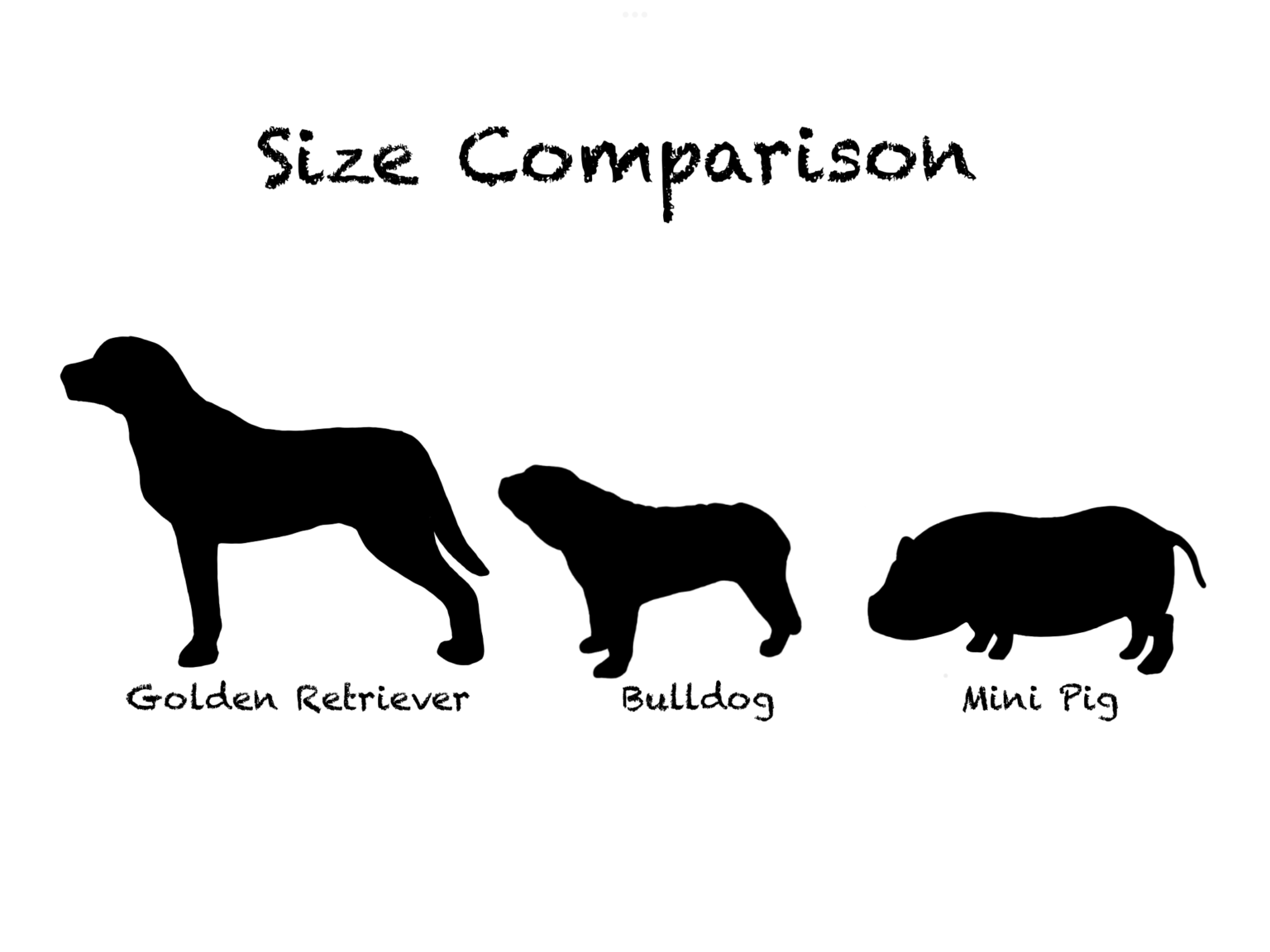 How Big Do Mini Pigs Get? – Violet's Mini Pigs