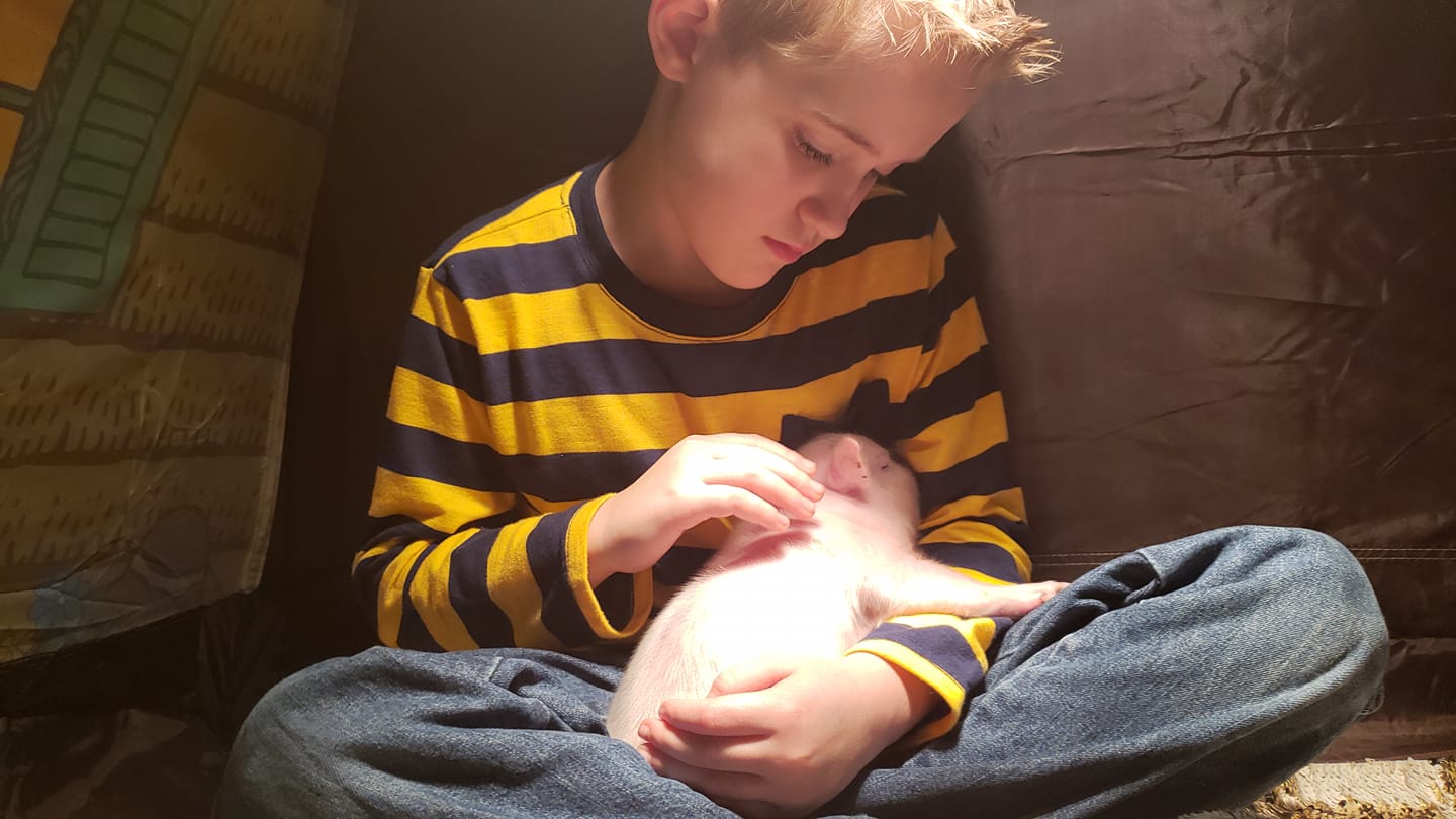 Violet's Mini Pigs – Boutique Mini Pigs