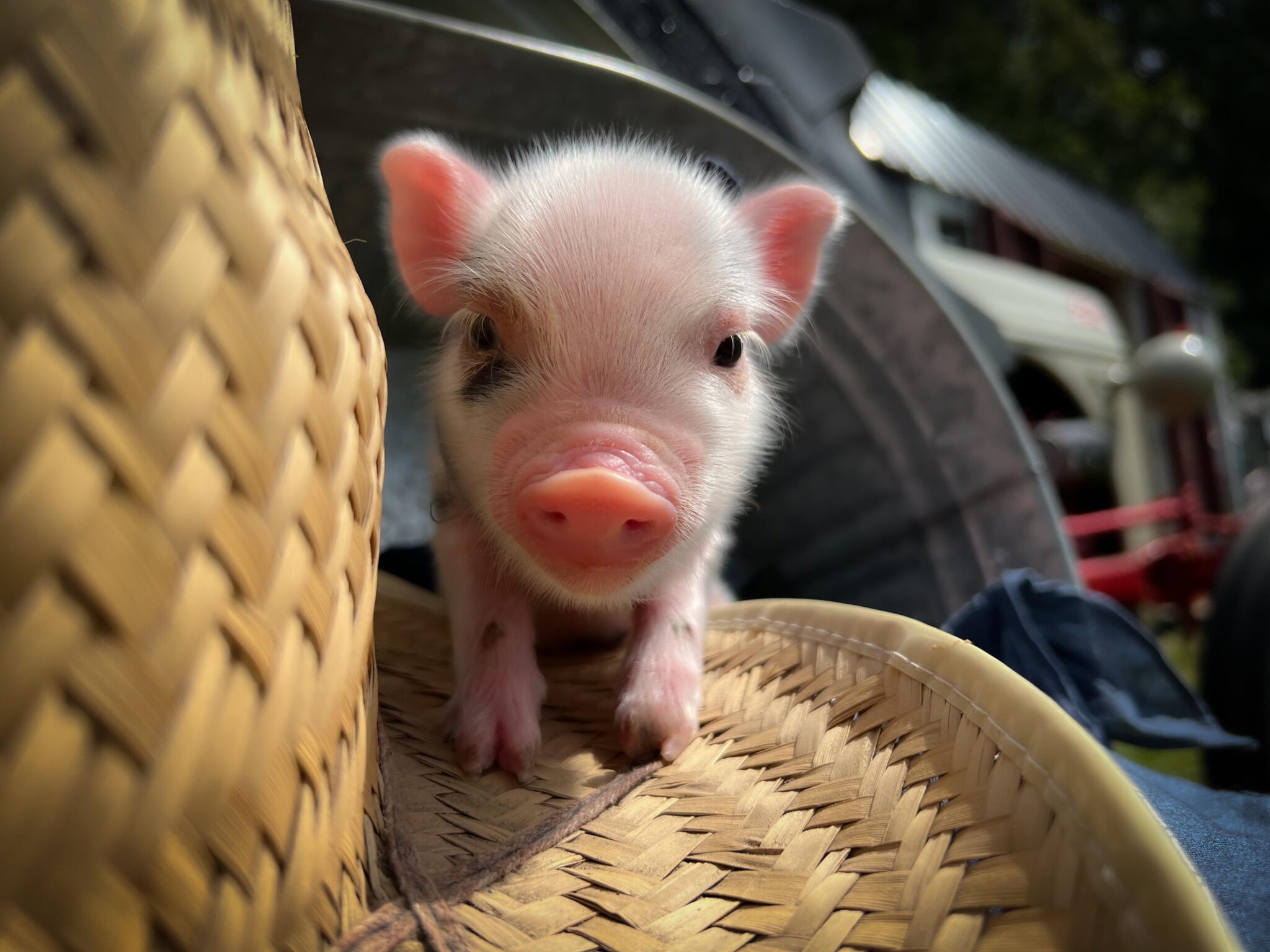 Violet's Mini Pigs – Boutique Mini Pigs