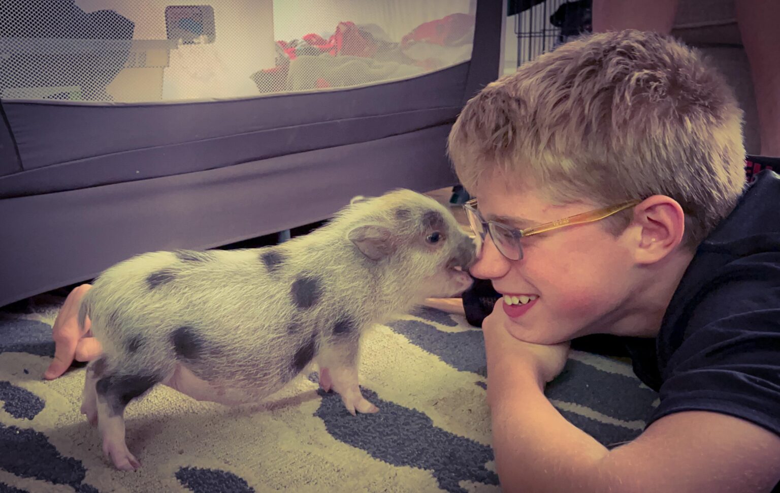 Violet's Mini Pigs – Boutique Mini Pigs