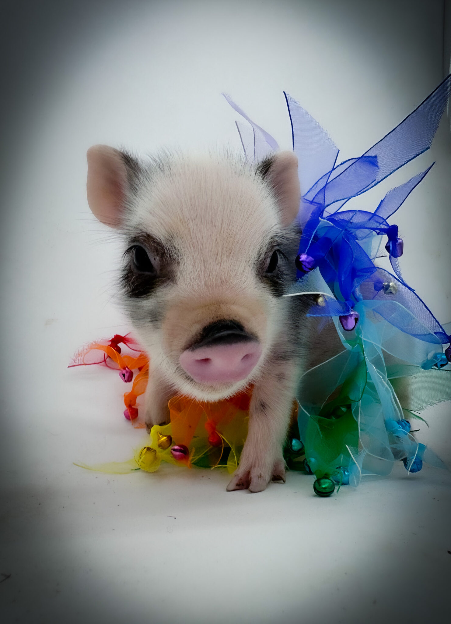 Violet's Mini Pigs – Boutique Mini Pigs